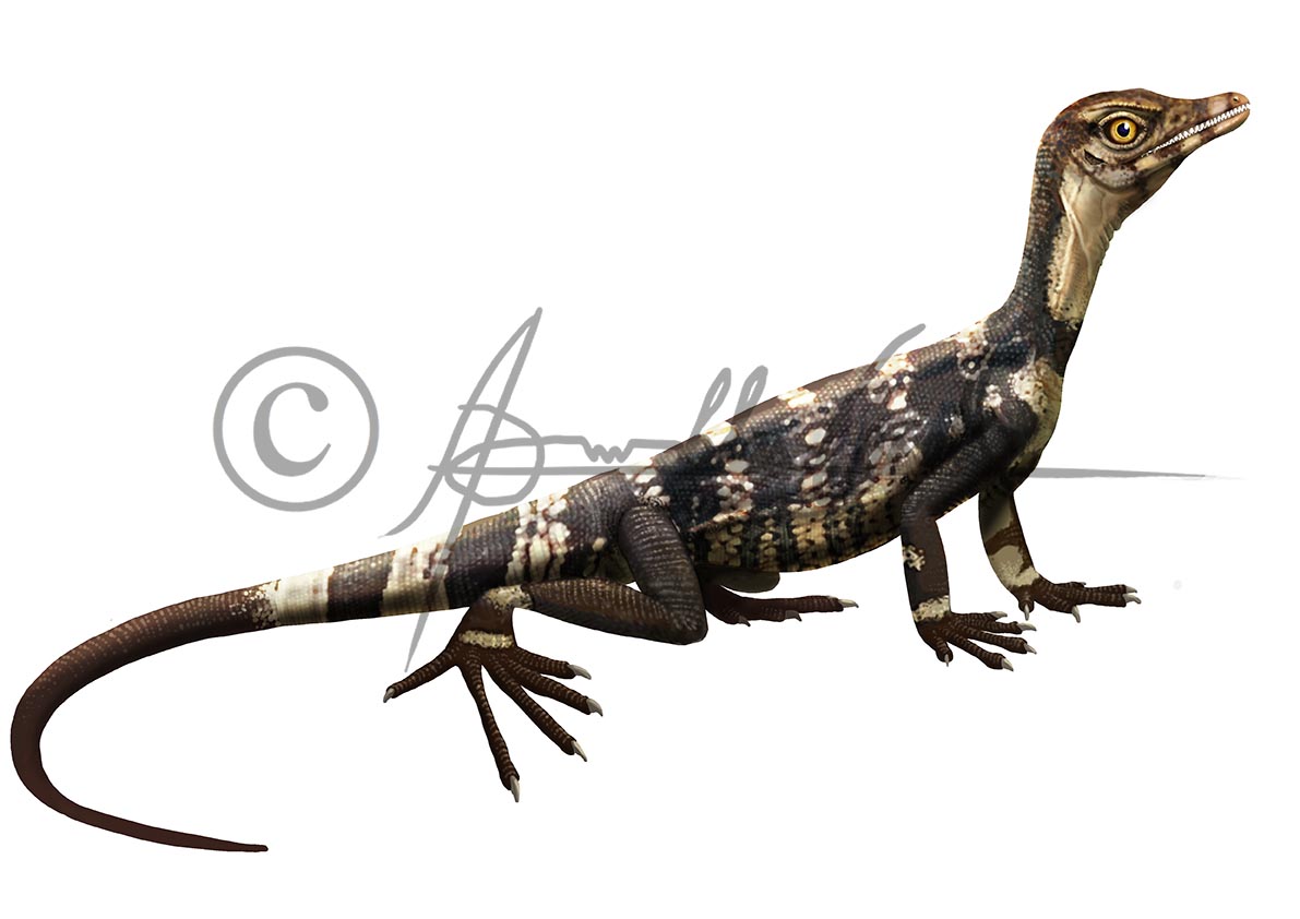 Cosesaurus aviceps - ICRA art