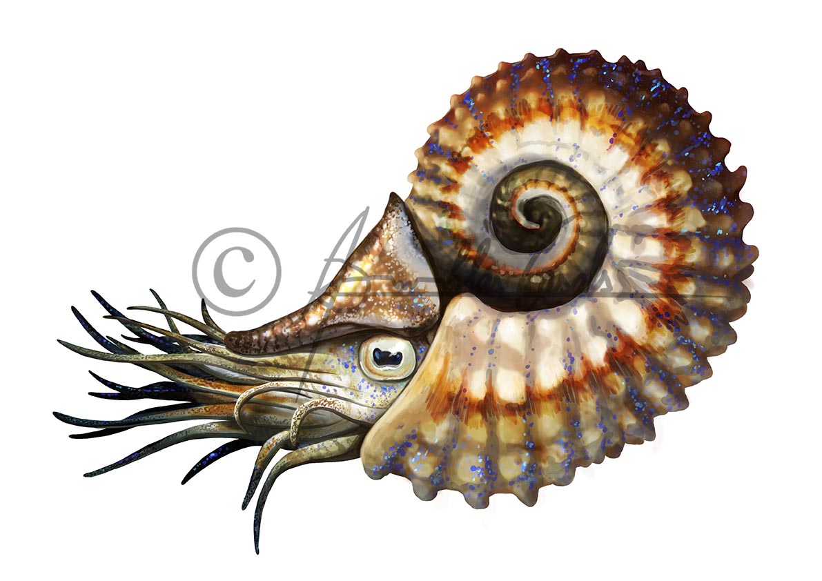 Protrachyceras hispanicum - ICRA art