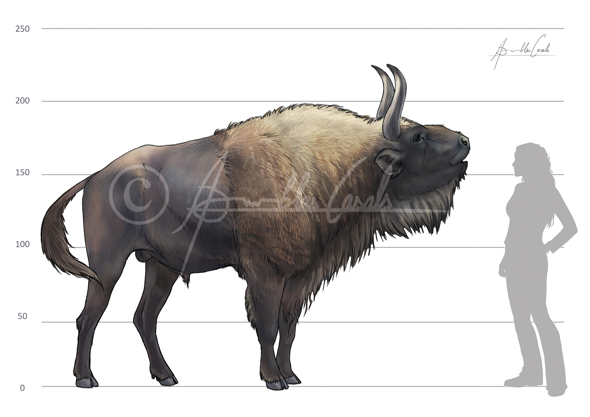 Bison priscus - ICRA art