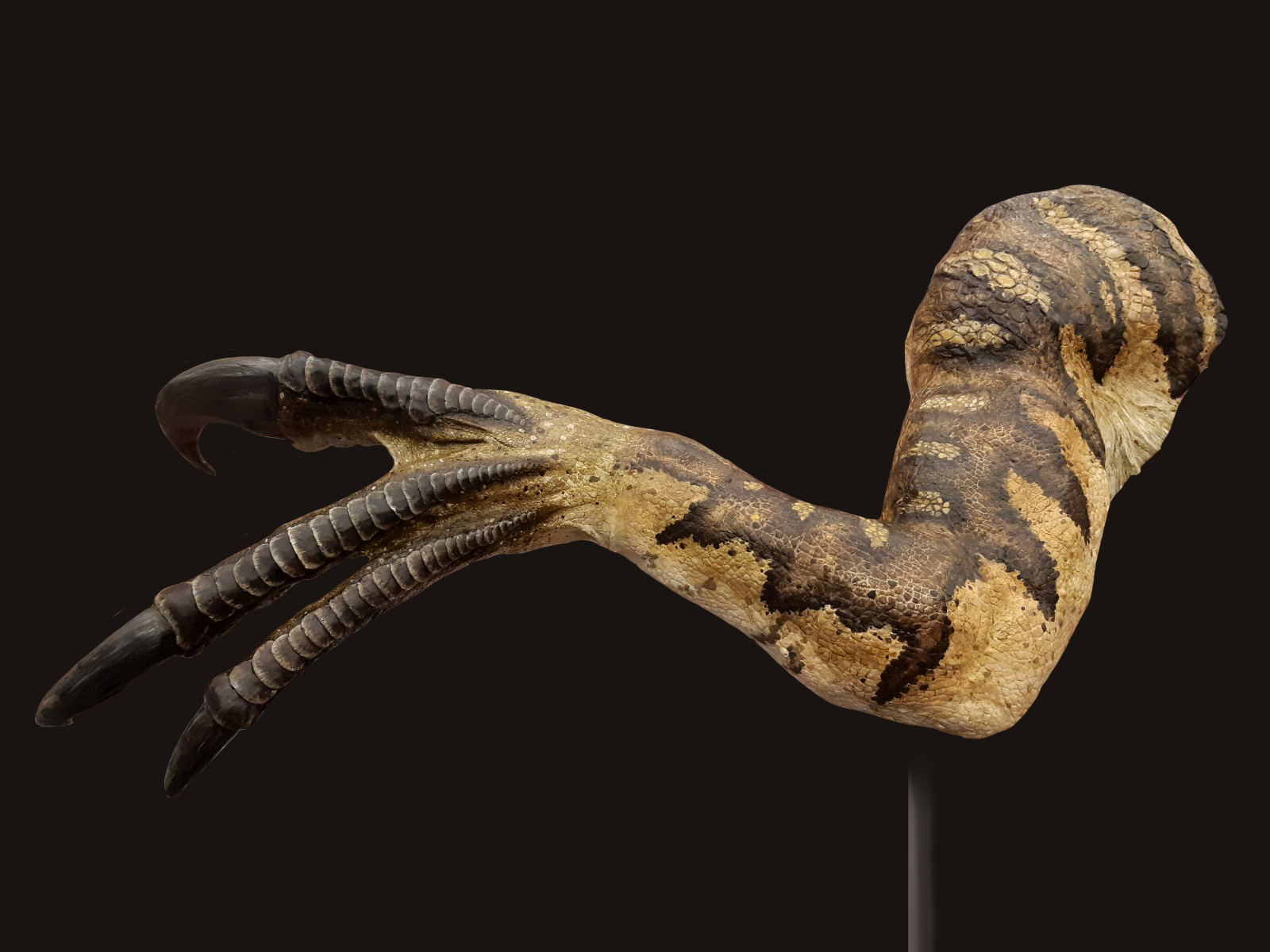 Reconstruction of spinosaurus arm - ICRA art